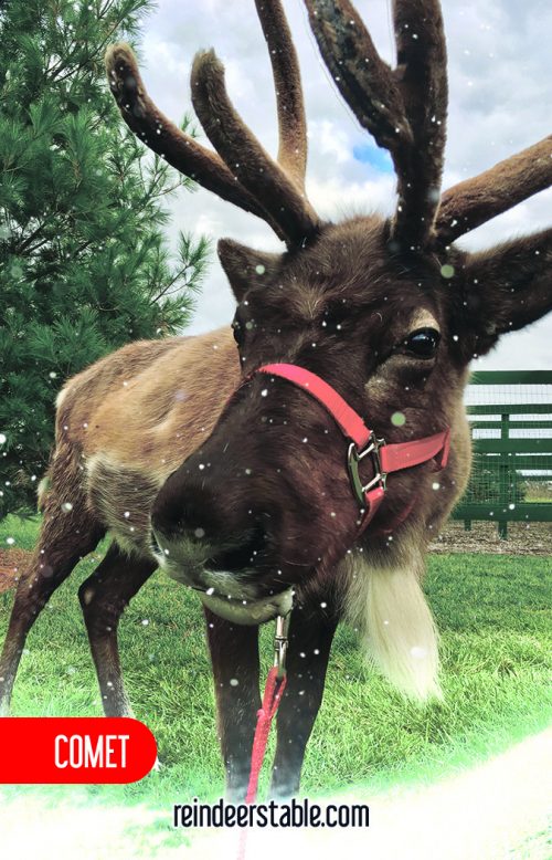 The Reindeer Fleet - ReindeerStable.com