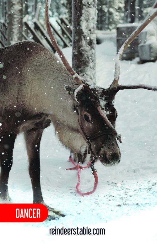 The Reindeer Fleet - ReindeerStable.com