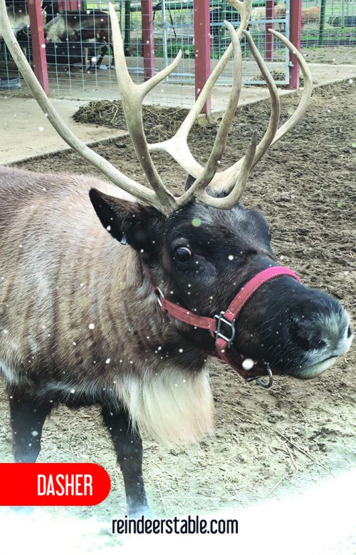 The Reindeer Fleet - ReindeerStable.com