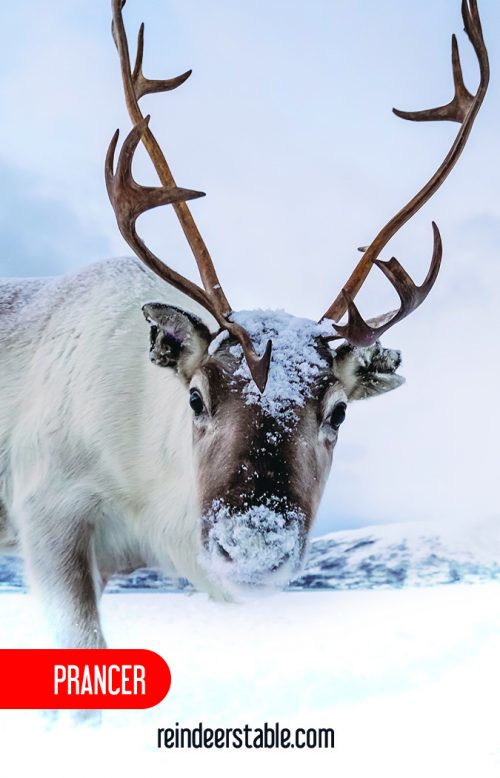 The Reindeer Fleet - ReindeerStable.com
