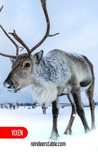 The Reindeer Fleet - ReindeerStable.com